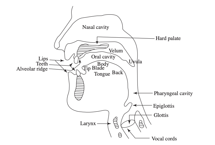 Vocal Tract Anatomy 2 Phonetics Anatomy