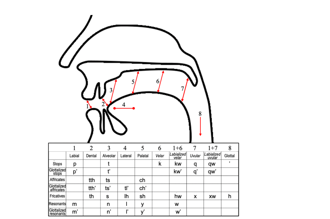 Place of Articulation (Consonants) – INLP Linguistic Glossary